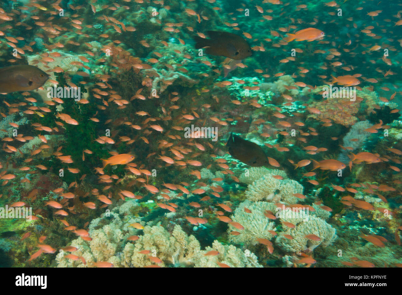 Anthias fish (Pseudanthias squamipinnis) Underwater Sea Life at Verde ...