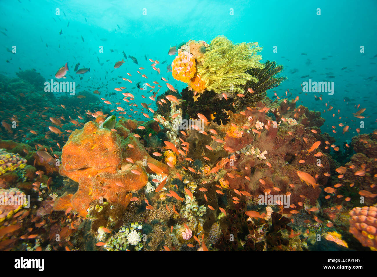 Anthias fish (Pseudanthias squamipinnis) Underwater Sea Life at Verde ...