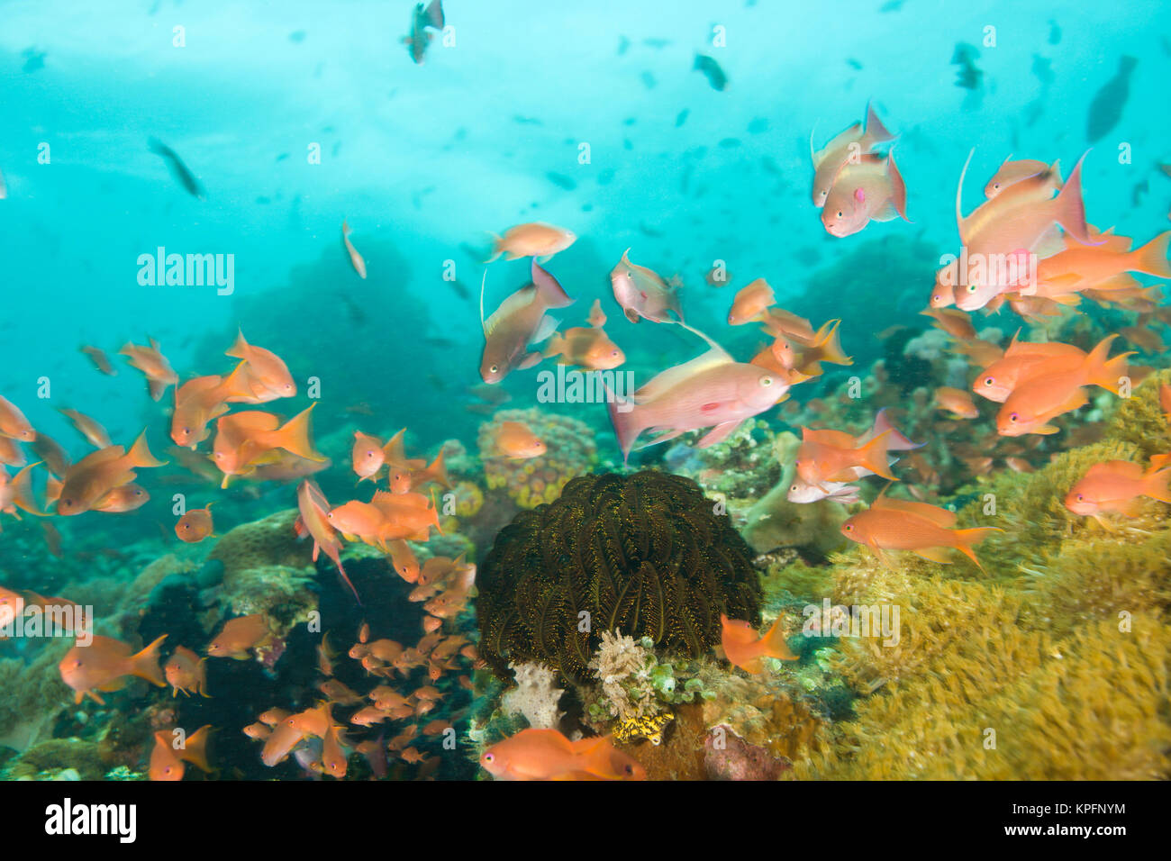 Anthias fish (Pseudanthias squamipinnis) Underwater Sea Life at Verde ...