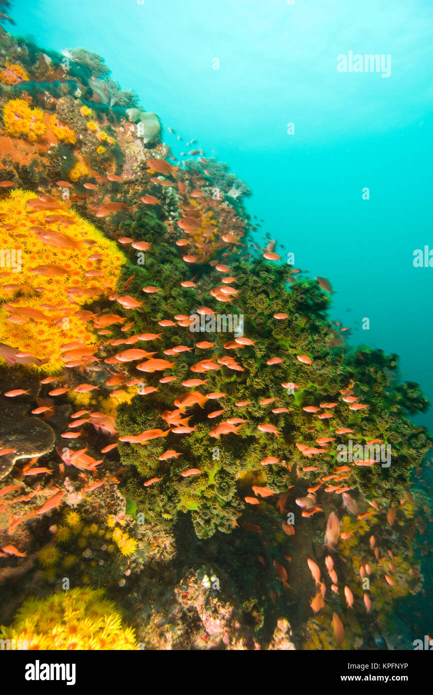 Anthias fish (Pseudanthias squamipinnis) Underwater Sea Life at Verde ...