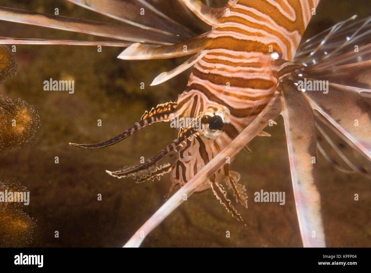 Lionfish (Pterios volitans), Dumaguete, capital of Negro Oriental ...