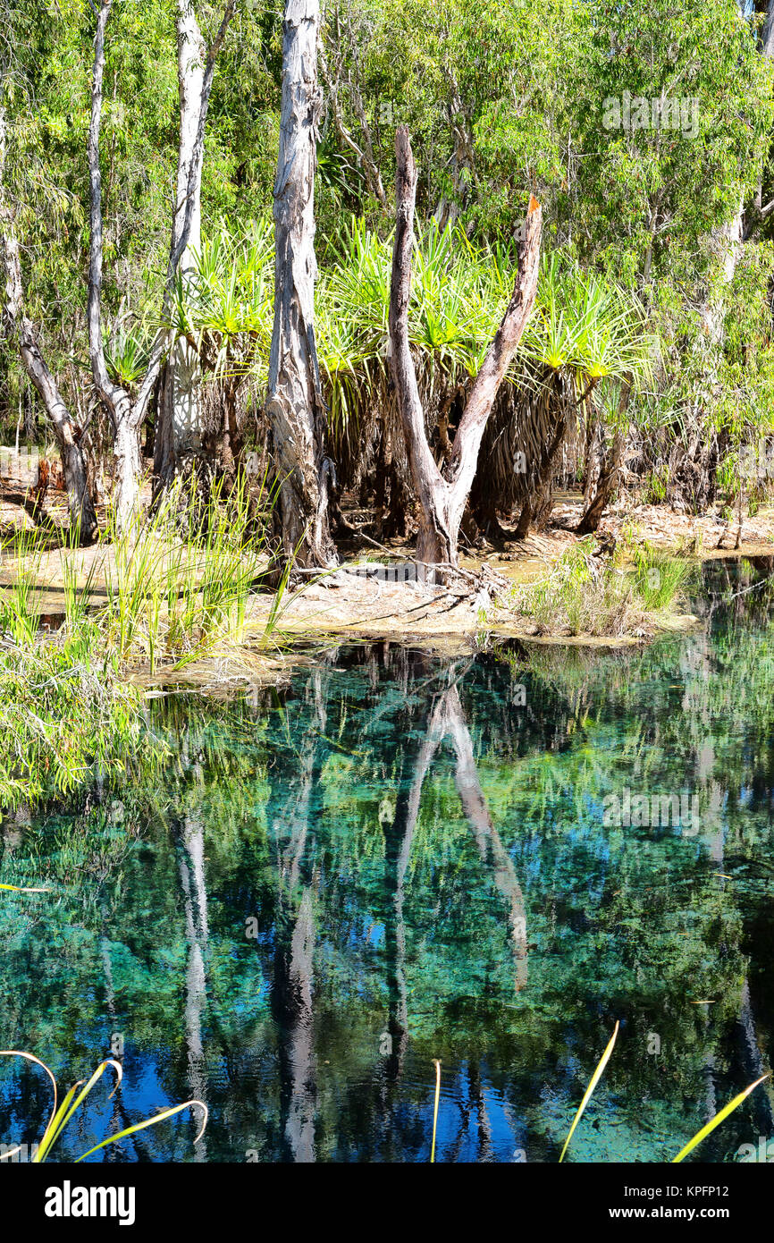 in australia mataranka river the palm and the lake in the nature Stock ...
