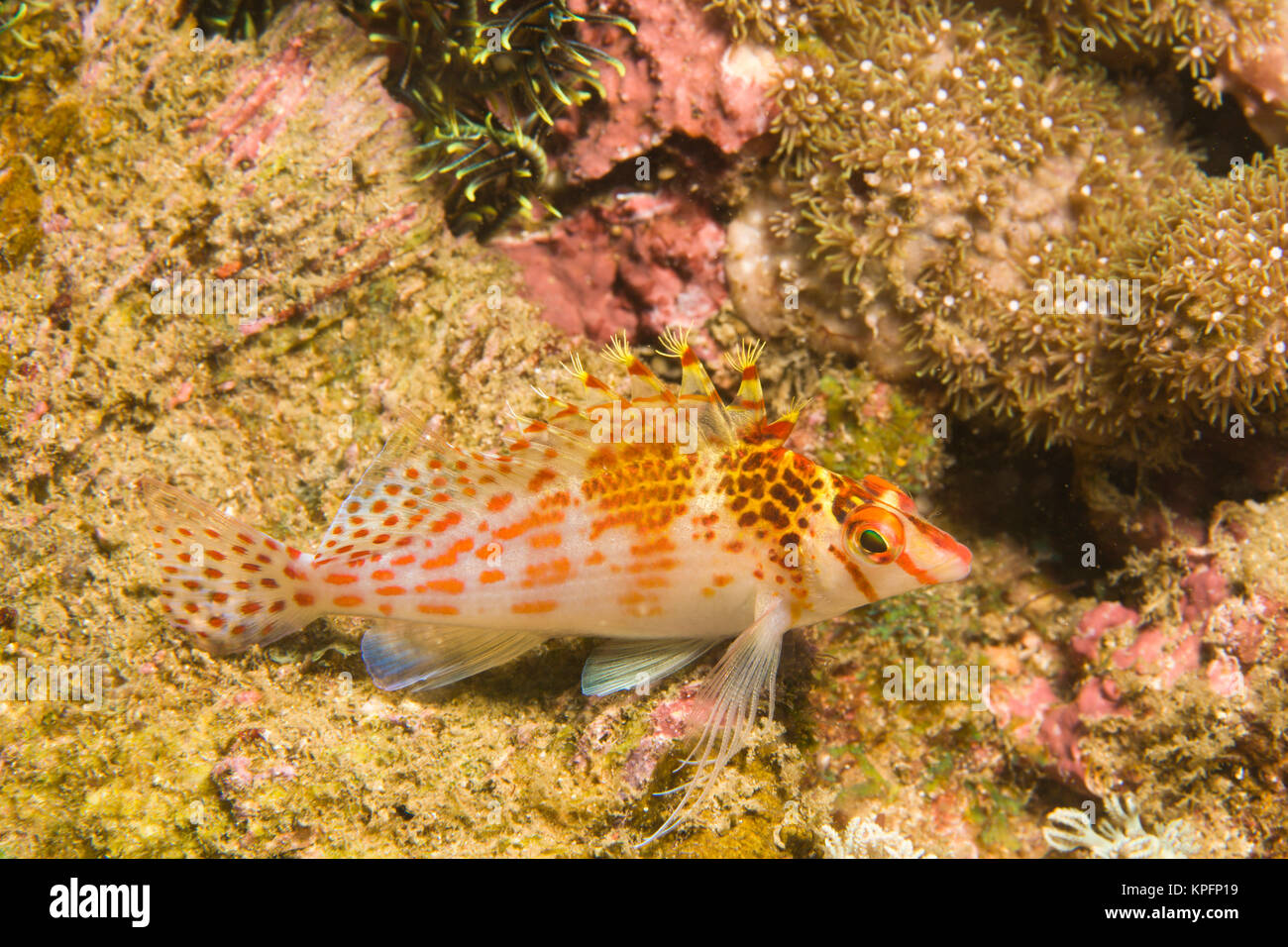 Dwarf Hawkfish (Cirrhitichthys falco), Puerto Gallera, Philippines, SE ...