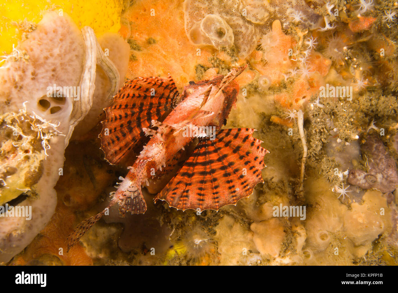 Dwarf Lionfish (Dendrochirus brachypterus), Scuba Diving at Apo Island ...