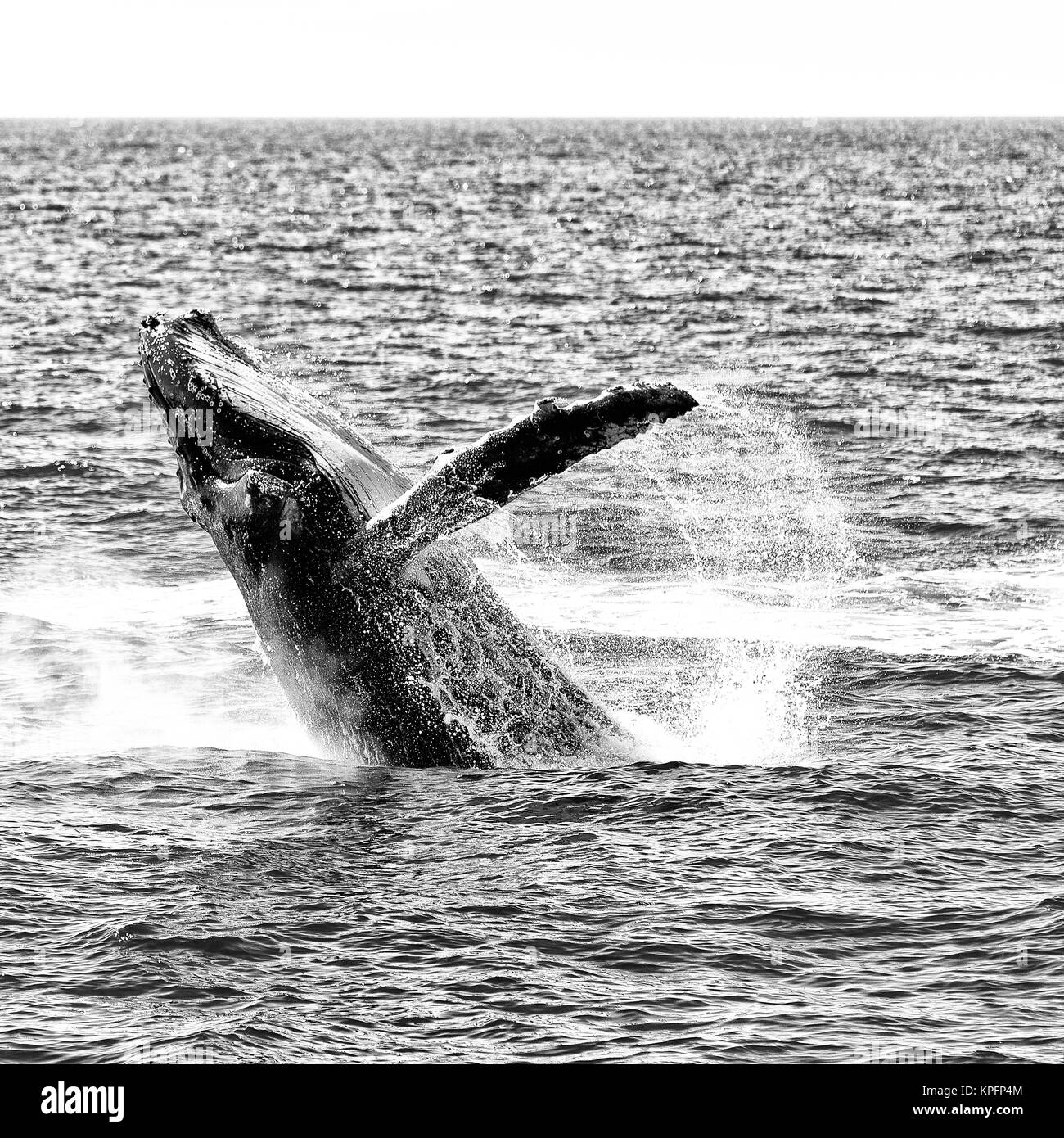in australia a free whale in the ocean like concept of freedom Stock ...