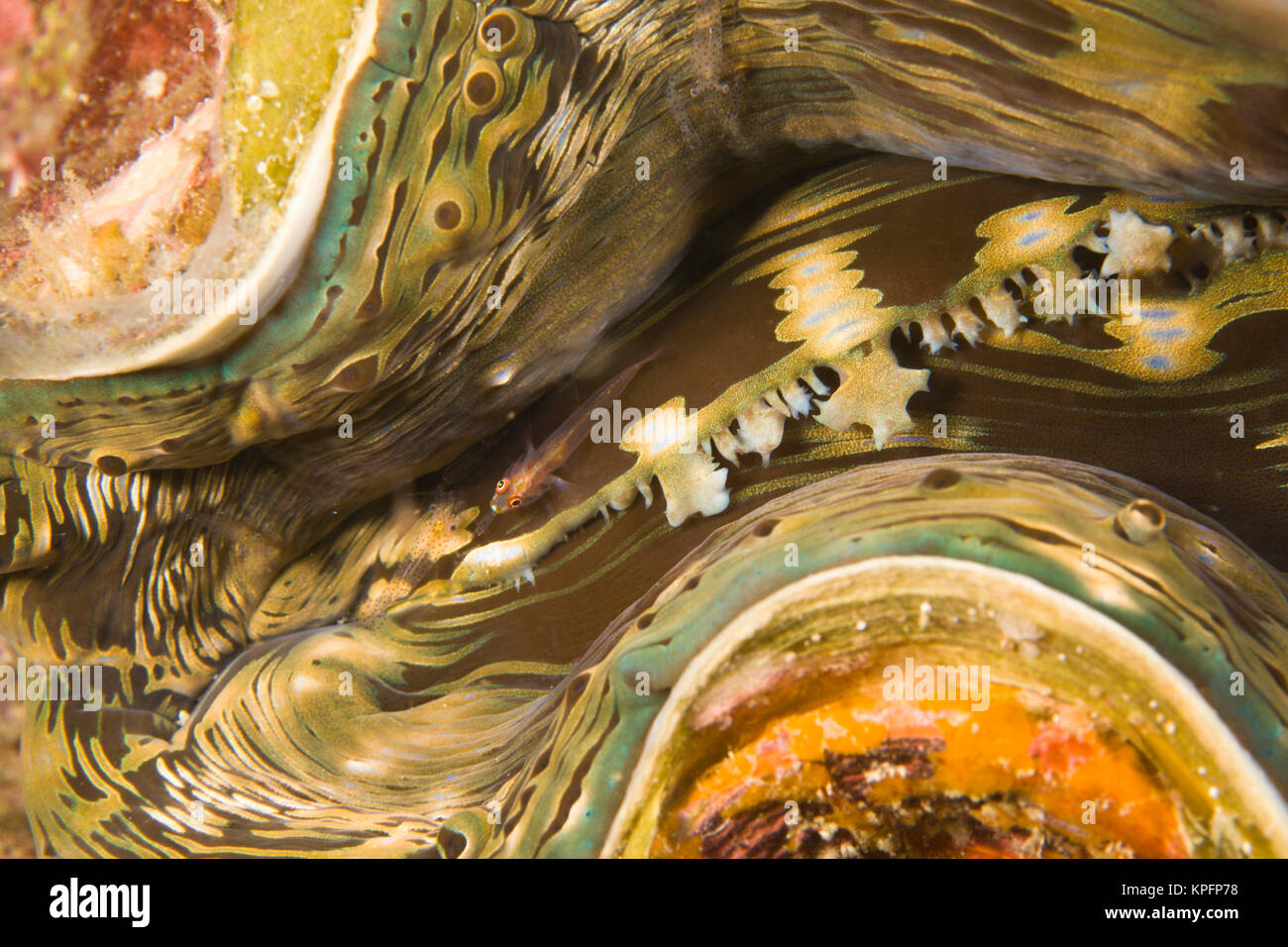 Giant clam (Tridacna squamosa), scuba diving at night at Koh Bon Bay ...