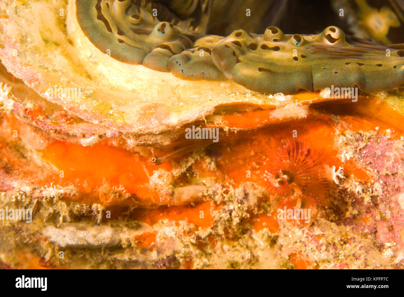 Close up giant sea clam hi-res stock photography and images - Alamy