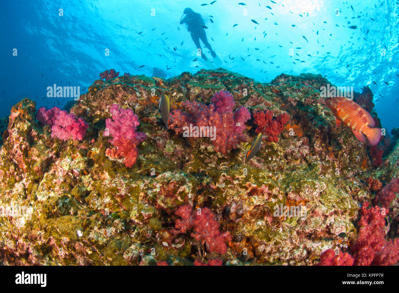 Thailand surin islands reef snorkel hi-res stock photography and images ...