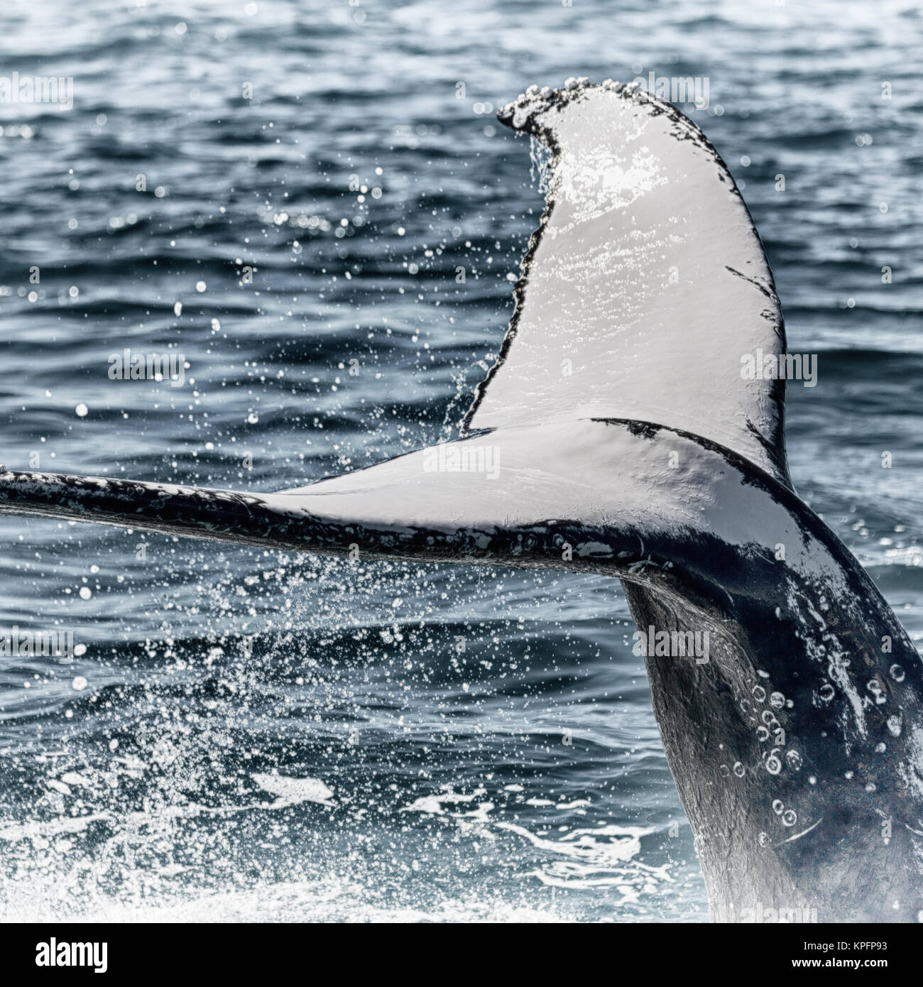 in australia a free whale in the ocean like concept of freedom Stock ...