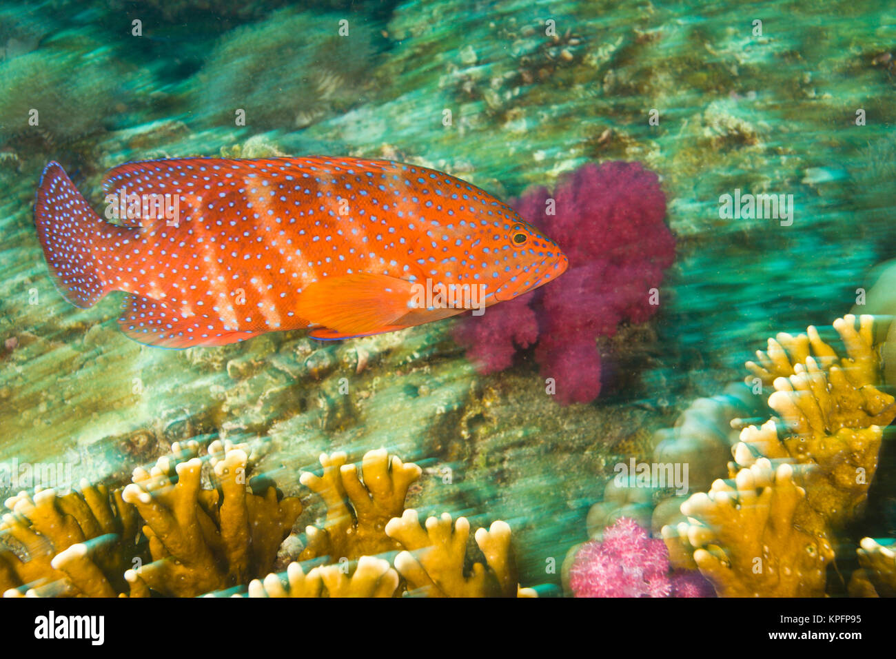Coral Grouper (Cephalopholus miniata), Scuba diving at Richelieu Rock ...