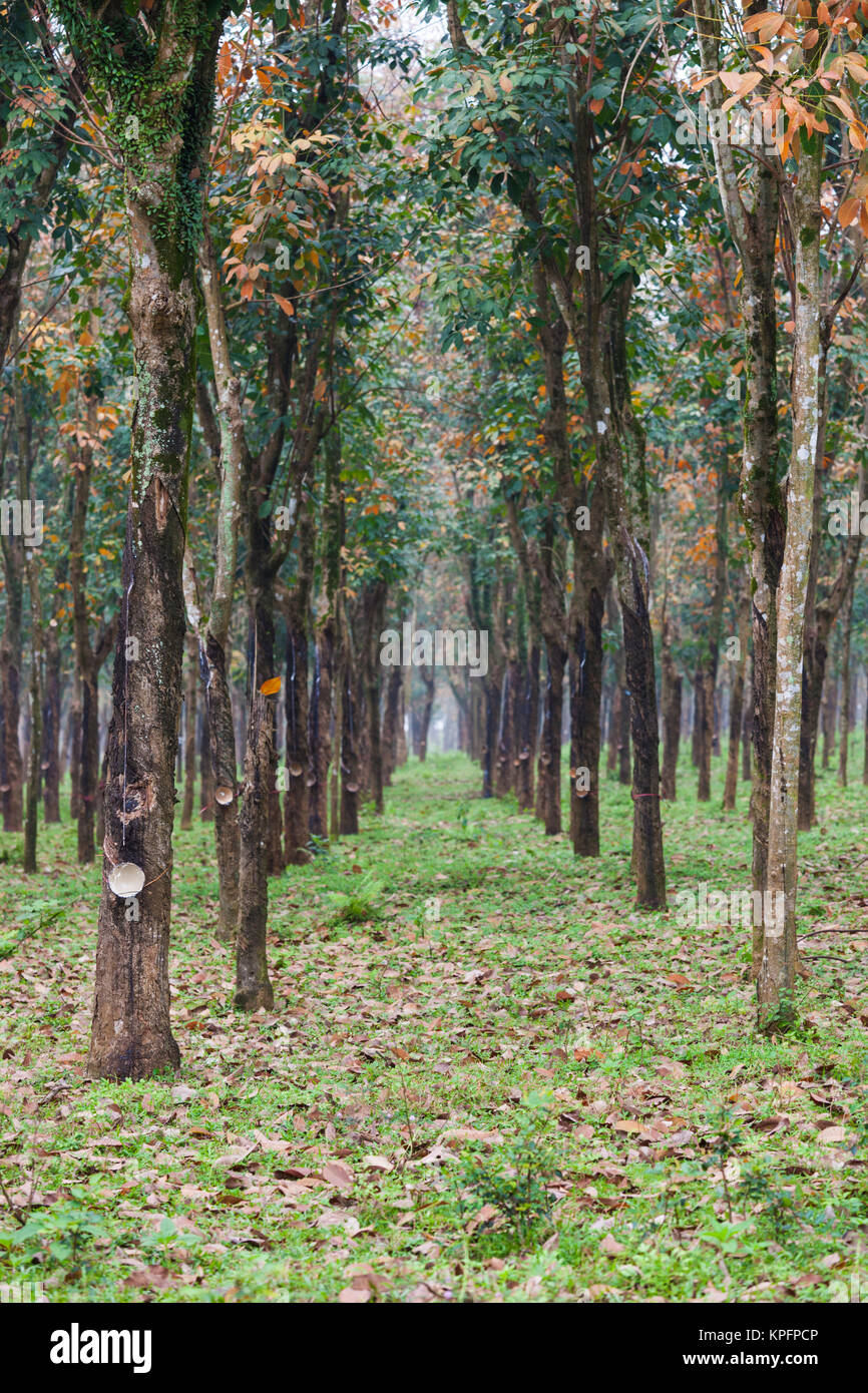 Rubber Tree Plantation Indochina Rubber | REPERCI
