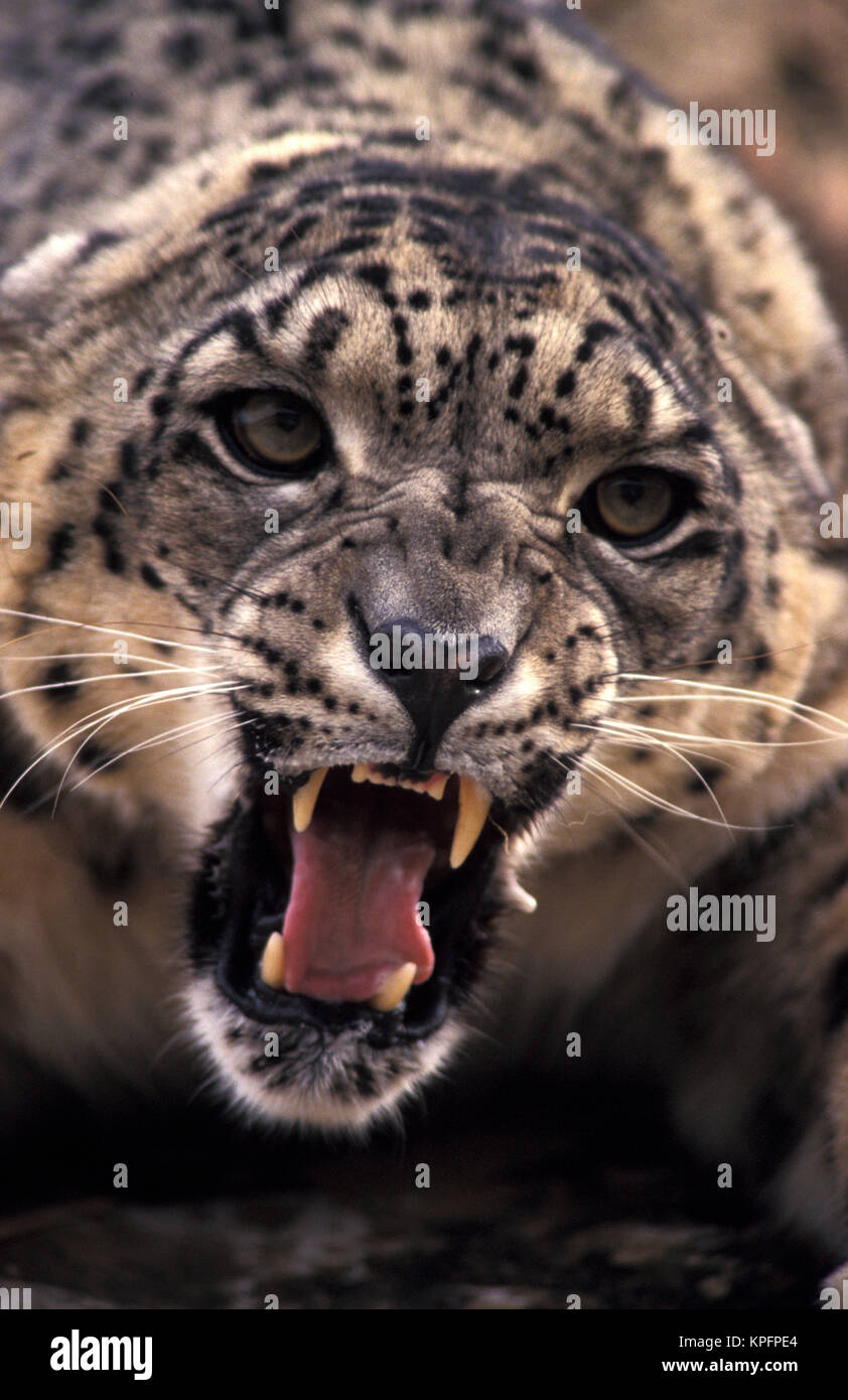 Tibet. Snow Leopard (Panthera uncia uncia), captive Stock Photo - Alamy