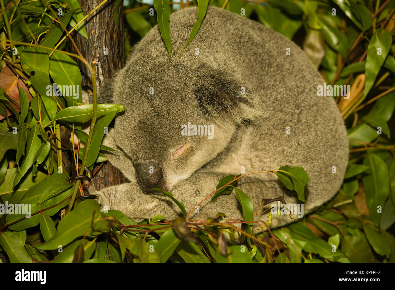 Australia, Queensland, Brisbane, Fig Tree Pocket. Lone Pine Koala ...