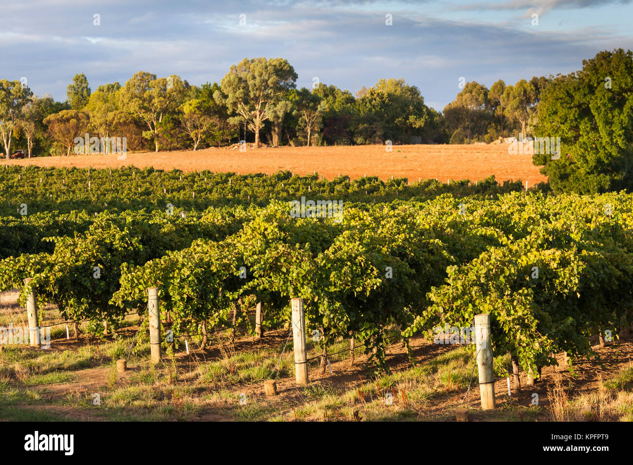 Lyndoch australia hi-res stock photography and images - Alamy