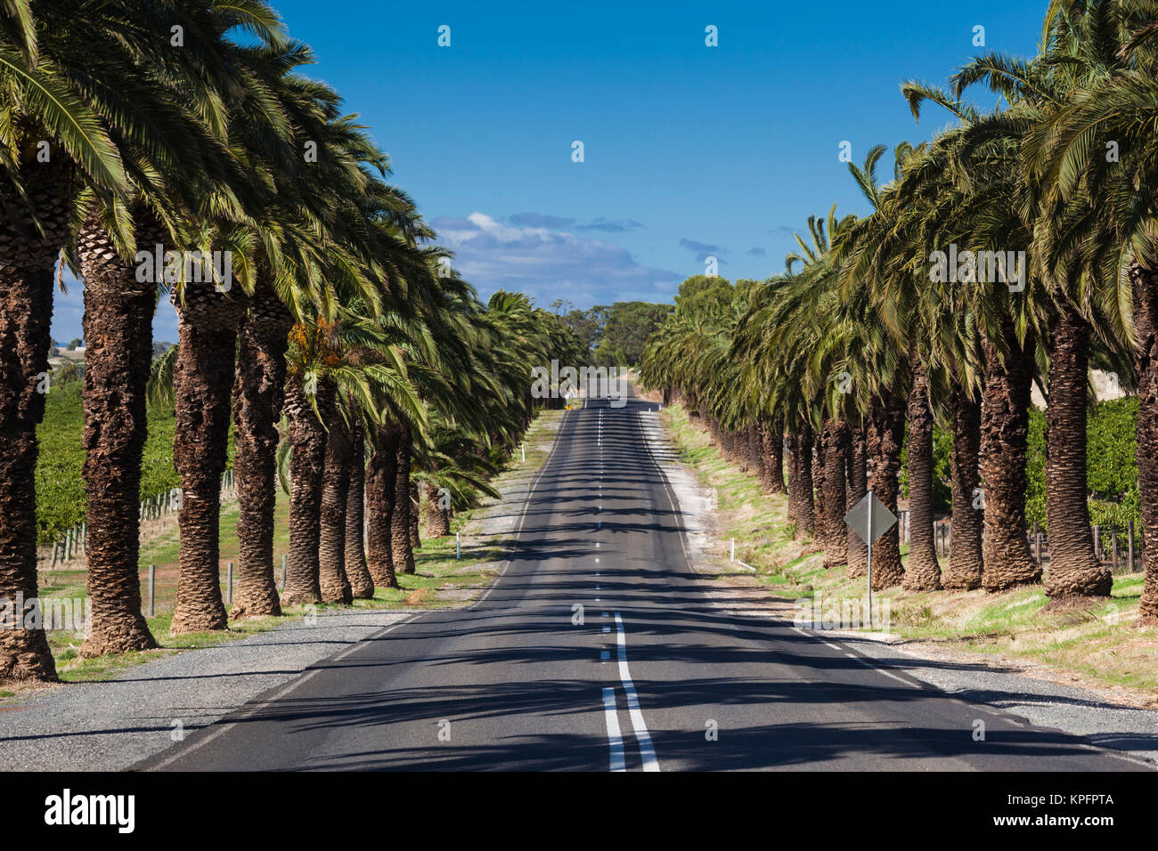 Australia, Barossa Valley, Seppeltsfield, country road with palm trees ...