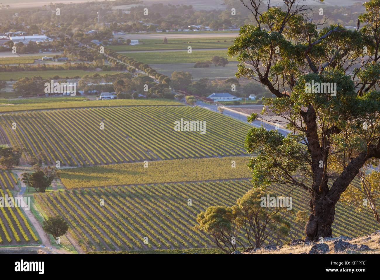 Barossa valley view hi-res stock photography and images - Alamy