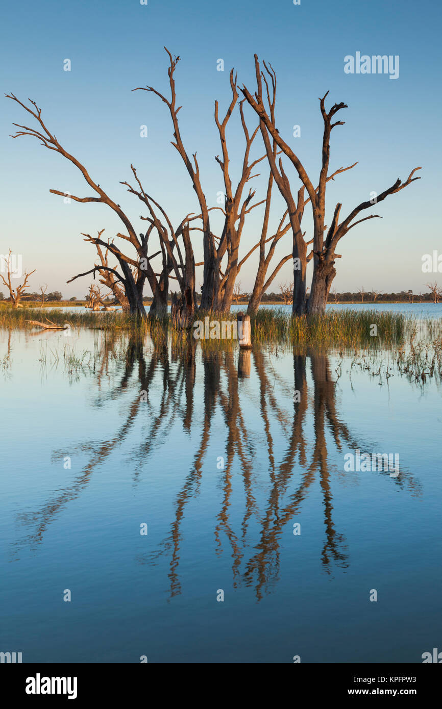 Australia, Murray River Valley, Barmera, Lake Bonney, petrified trees ...