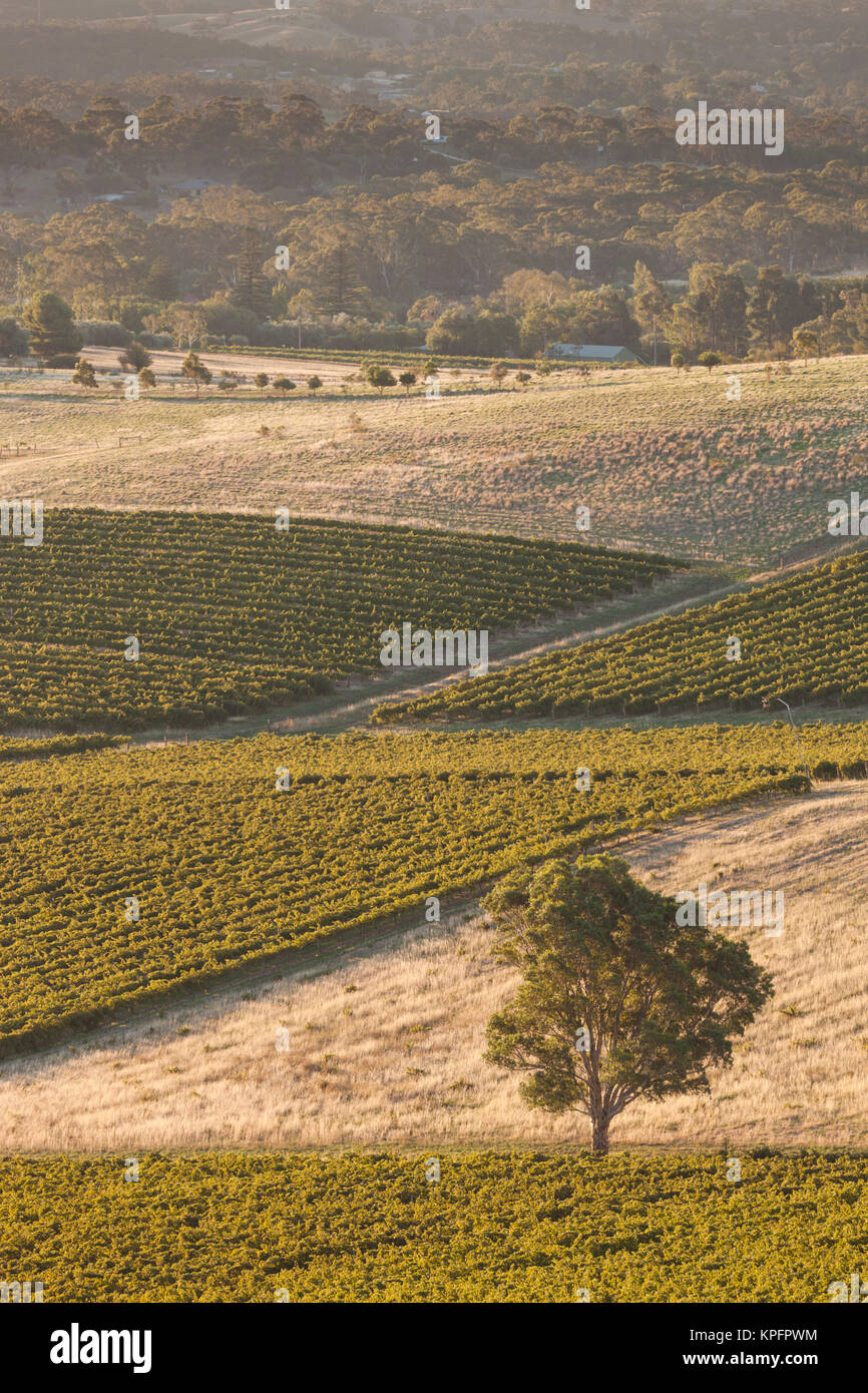 Australia, Clare Valley, Clare, elevated view of vineyards from Quarry ...