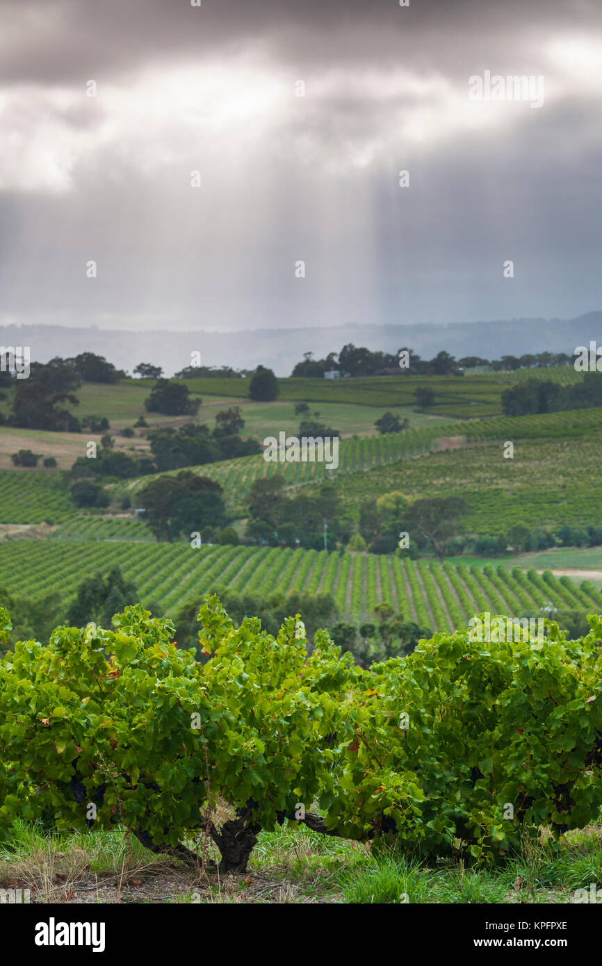 Australia, Fleurieu Peninsula, McLaren Vale Wine Region, McLaren Vale ...