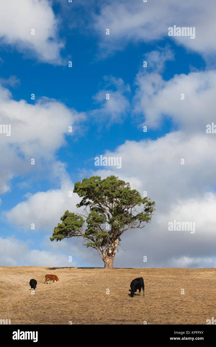 Normanville australia hi-res stock photography and images - Alamy