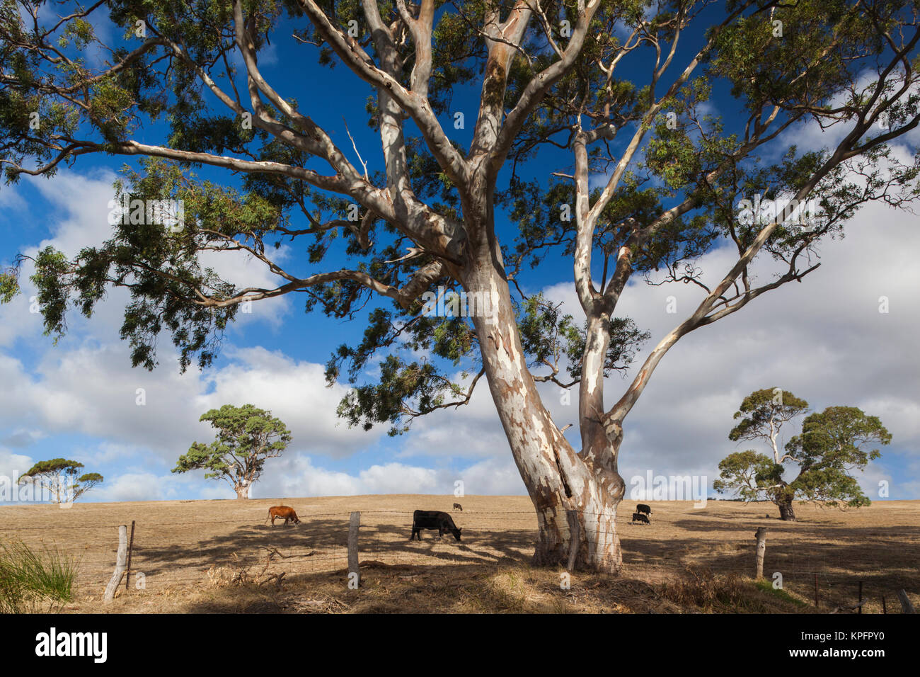 Australia, Fleurieu Peninsula, Normanville, landscape with trees ...