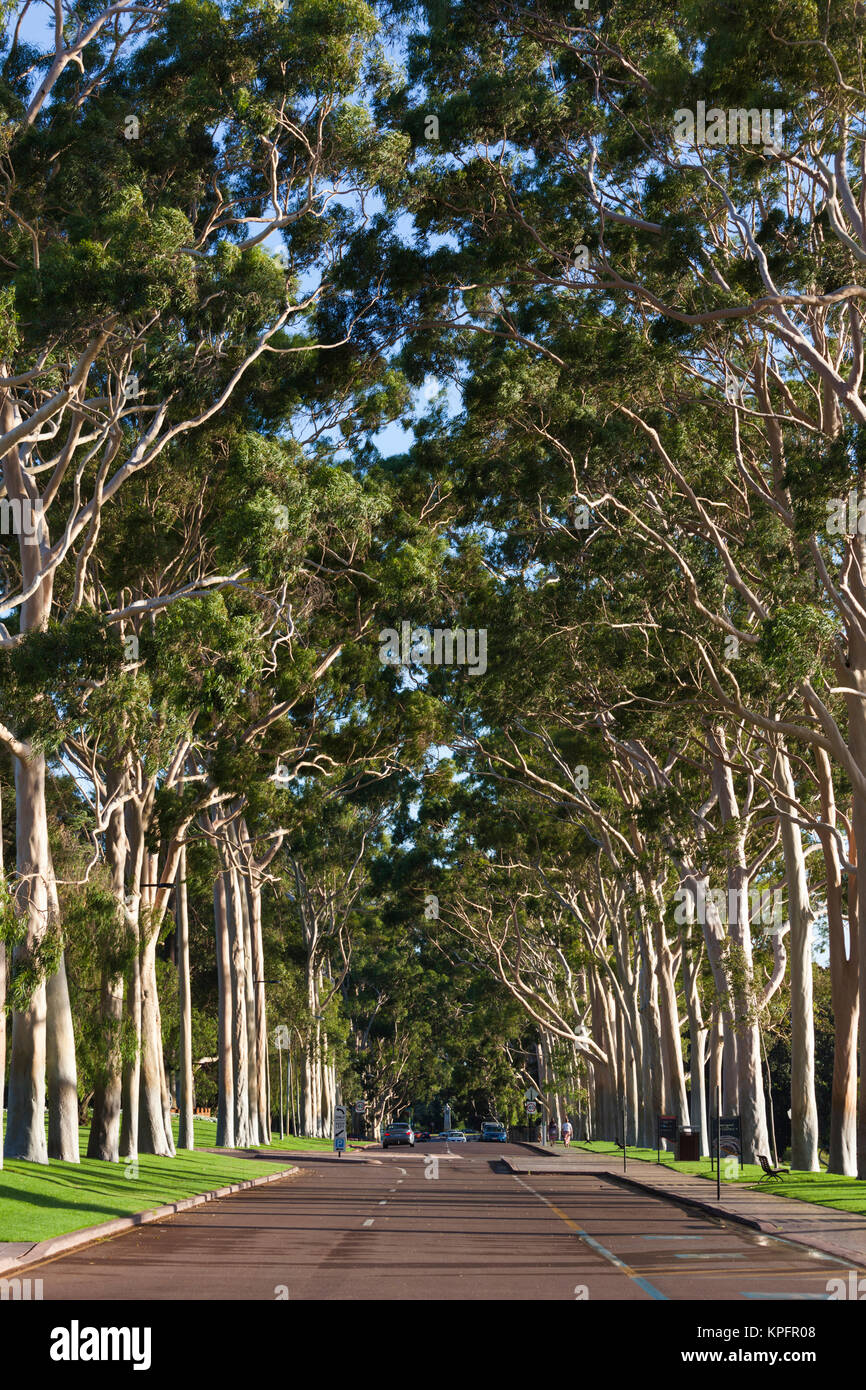 Australia, Perth, Kings Park, trees on Fraser Avenue Stock Photo - Alamy