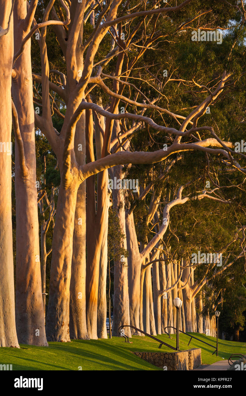 Kings park fraser avenue hi-res stock photography and images - Alamy