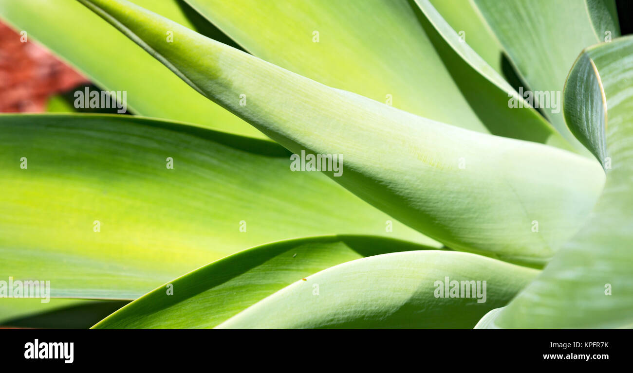 texture and close up of a leaf like abstract background Stock Photo - Alamy