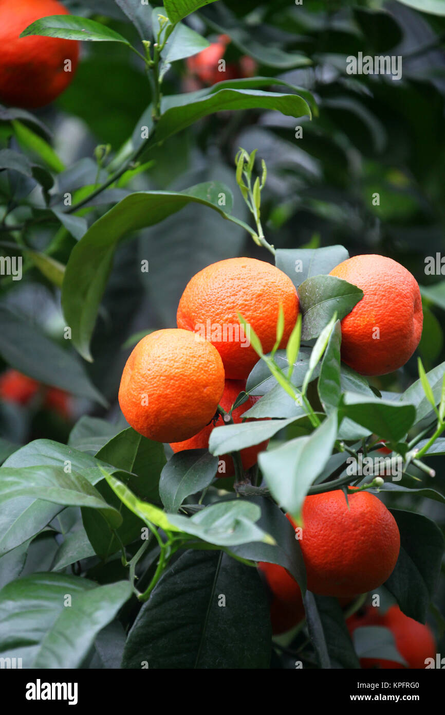 Gewa tree hi-res stock photography and images - Alamy