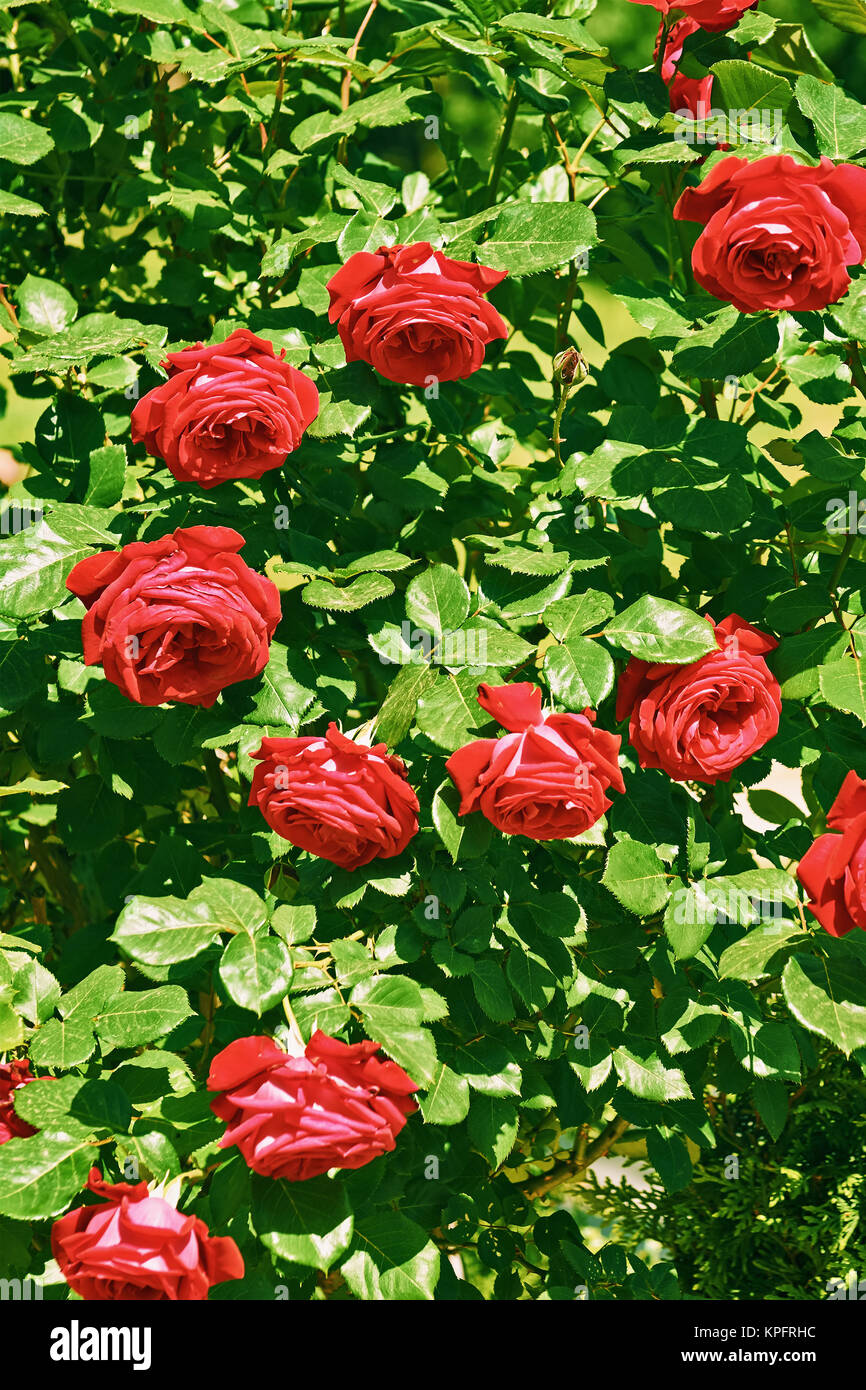 Red Rose Bush Stock Photo - Alamy