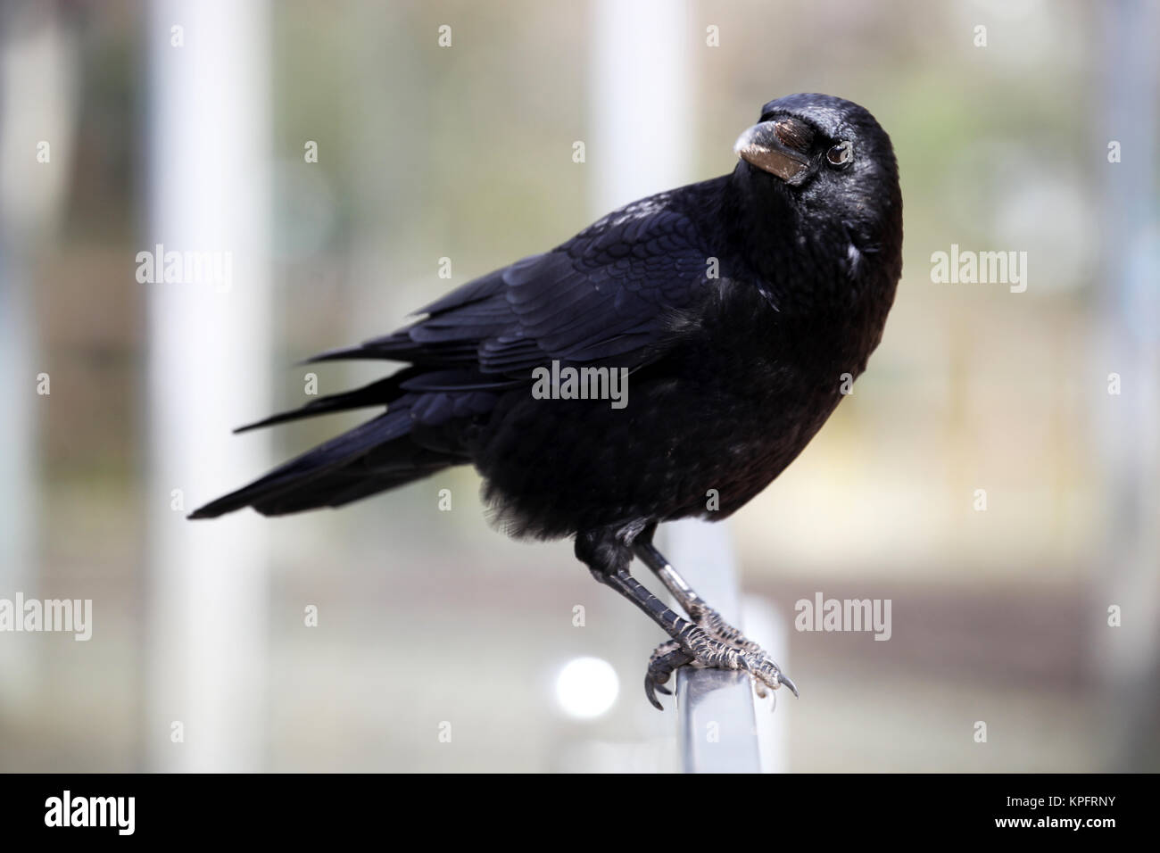 Raven feet hi-res stock photography and images - Alamy