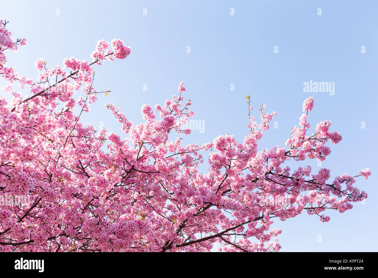 Sakura tree with blue sky Stock Photo - Alamy