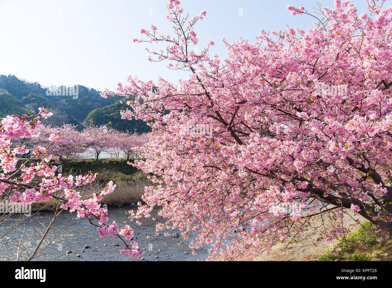 Sakura flower and river Stock Photo - Alamy