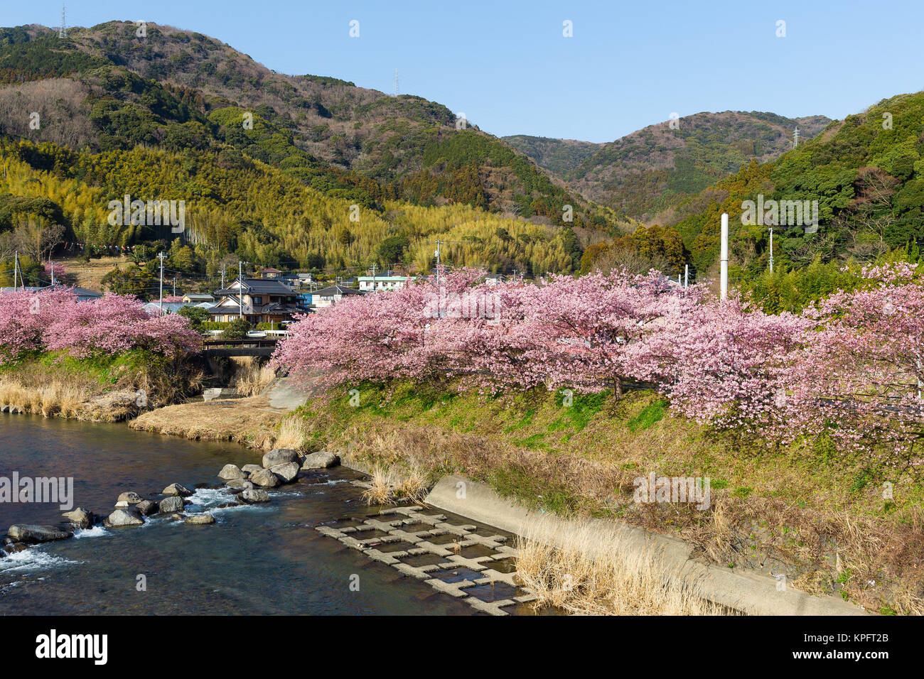 Sakura tree in kawazu Stock Photo - Alamy