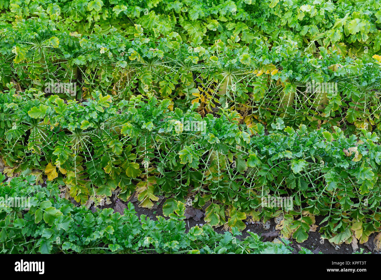 Radish carrot soil hi-res stock photography and images - Alamy