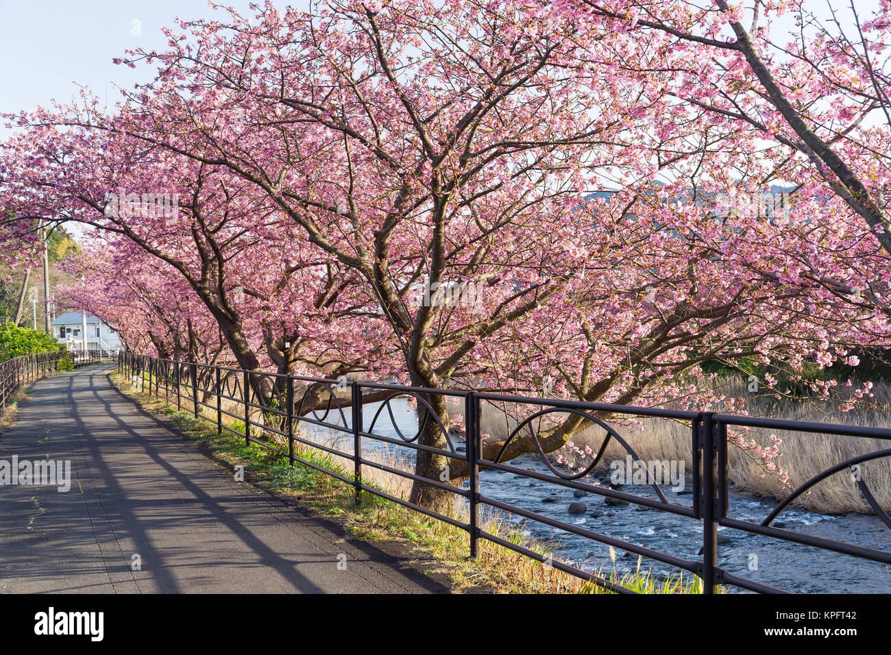 Sakura and walkway Stock Photo - Alamy