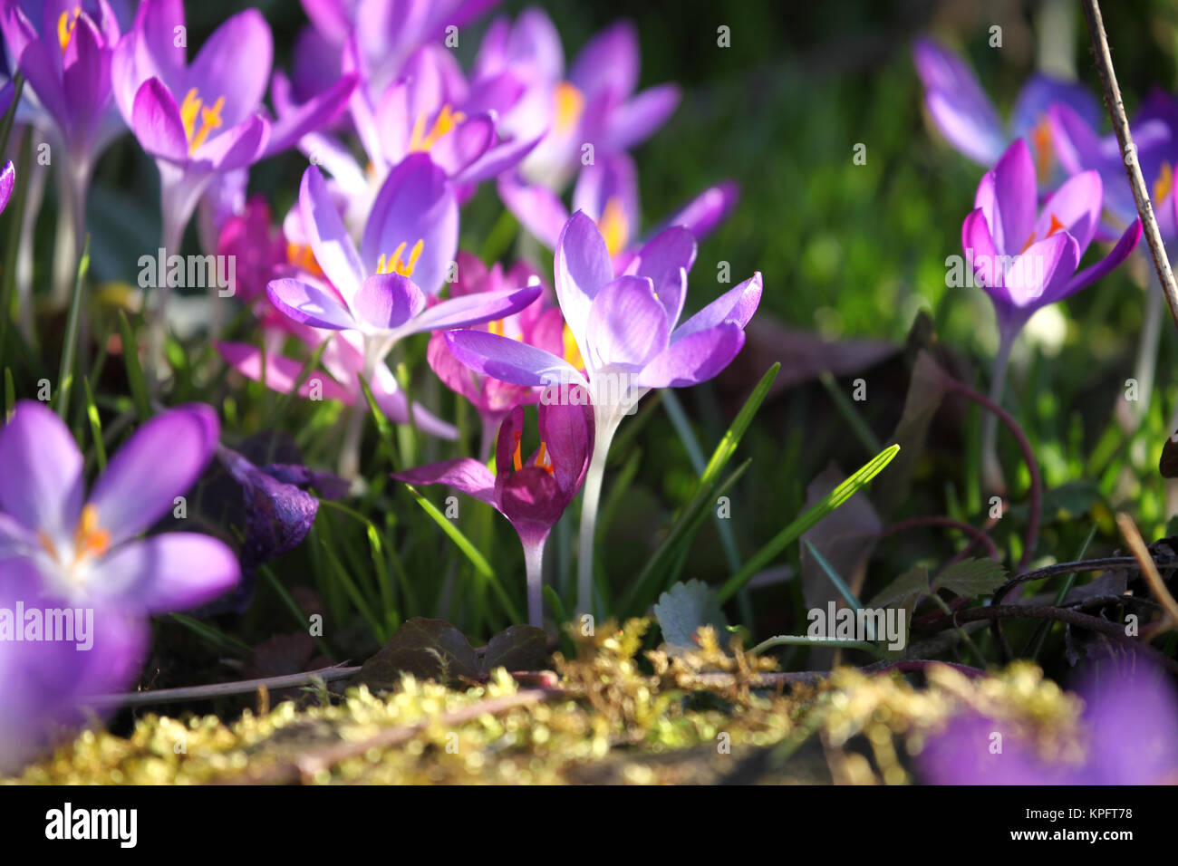 first messengers of spring Stock Photo - Alamy