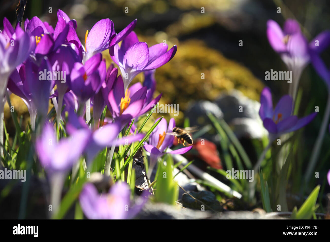 first messengers of spring Stock Photo - Alamy