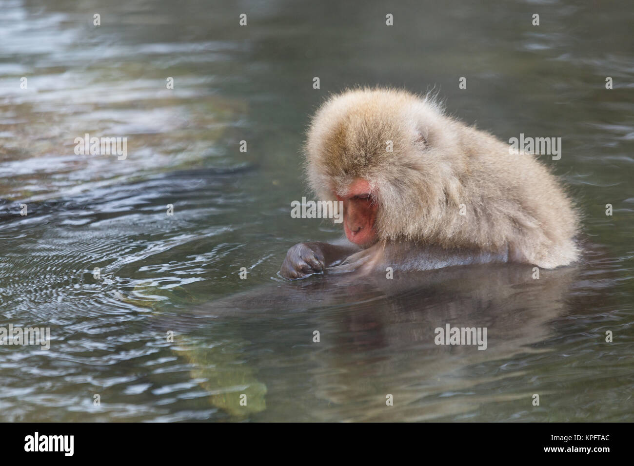 Monkey enjoy onsen Stock Photo - Alamy