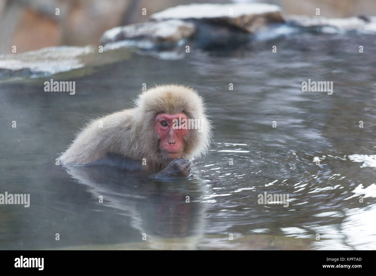 Cute Snow Monkey in onsen Stock Photo - Alamy