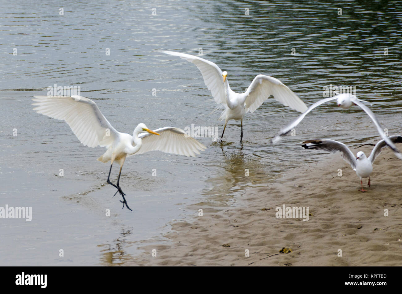 White herons taking off from riverside, Crooked River, Gerroa, New ...