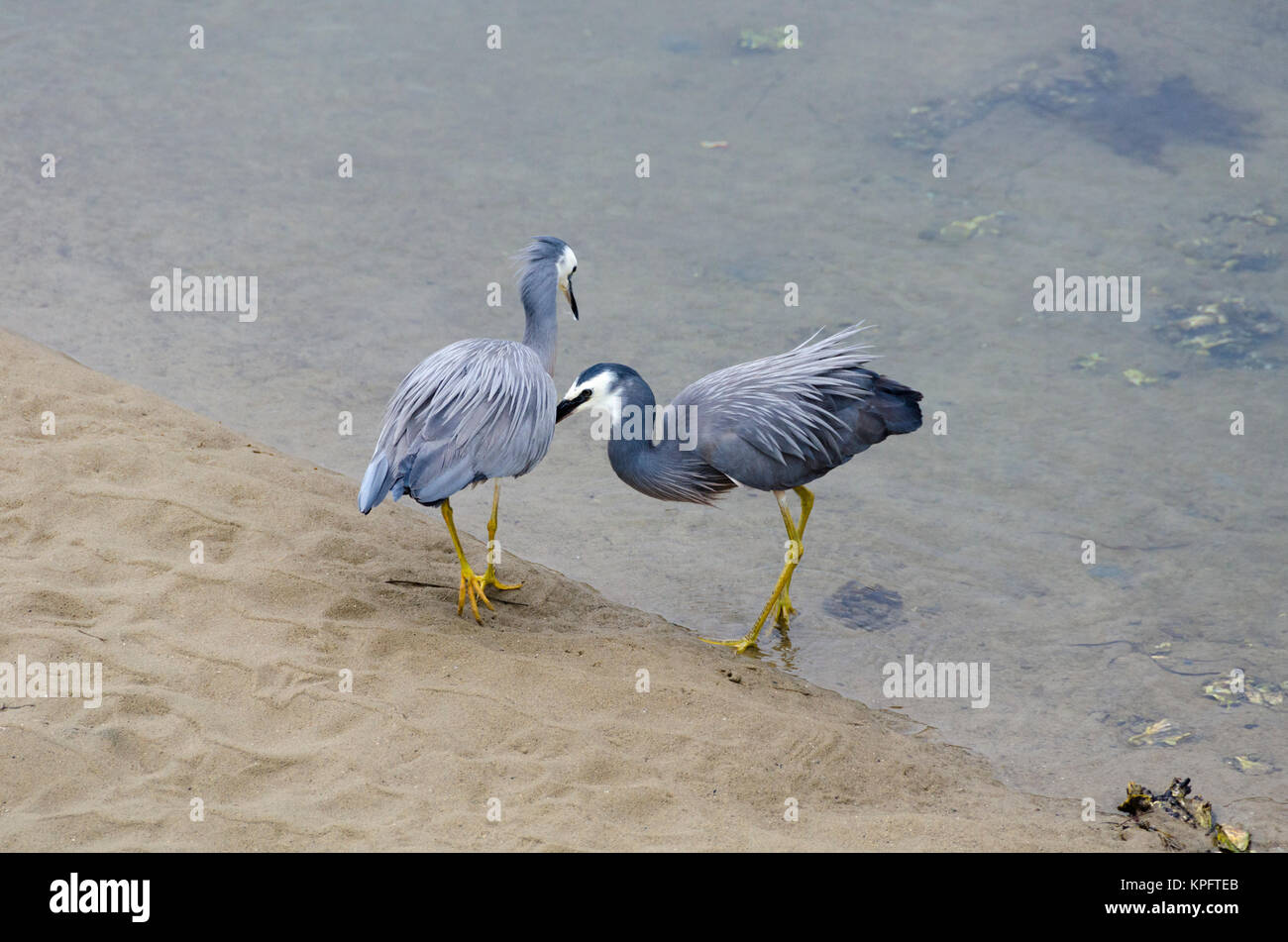 White faced herons greeting, Crooked River, Gerroa, New South Wales ...