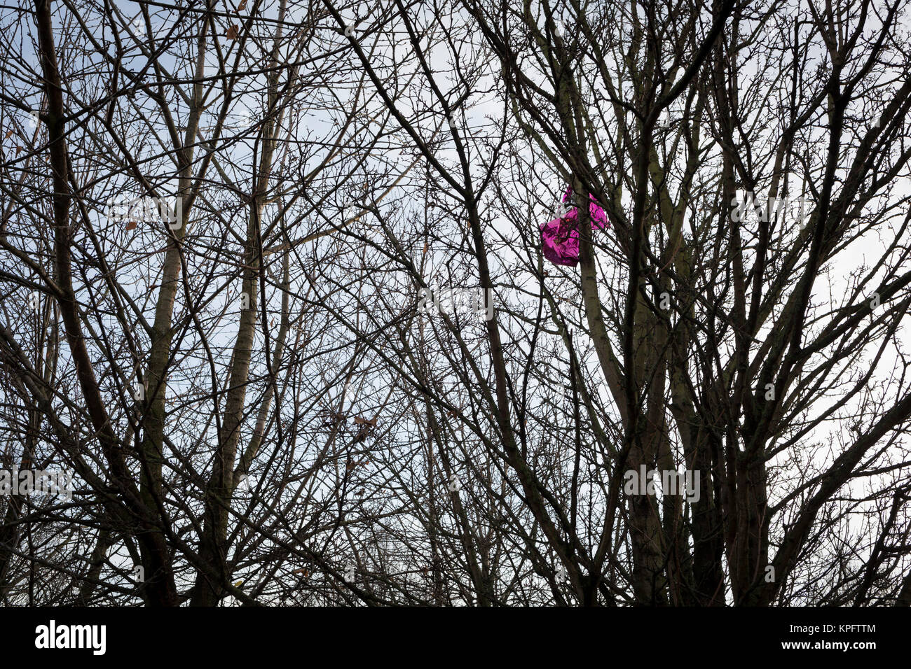 Pink balloon tree stuck branches hi-res stock photography and images ...
