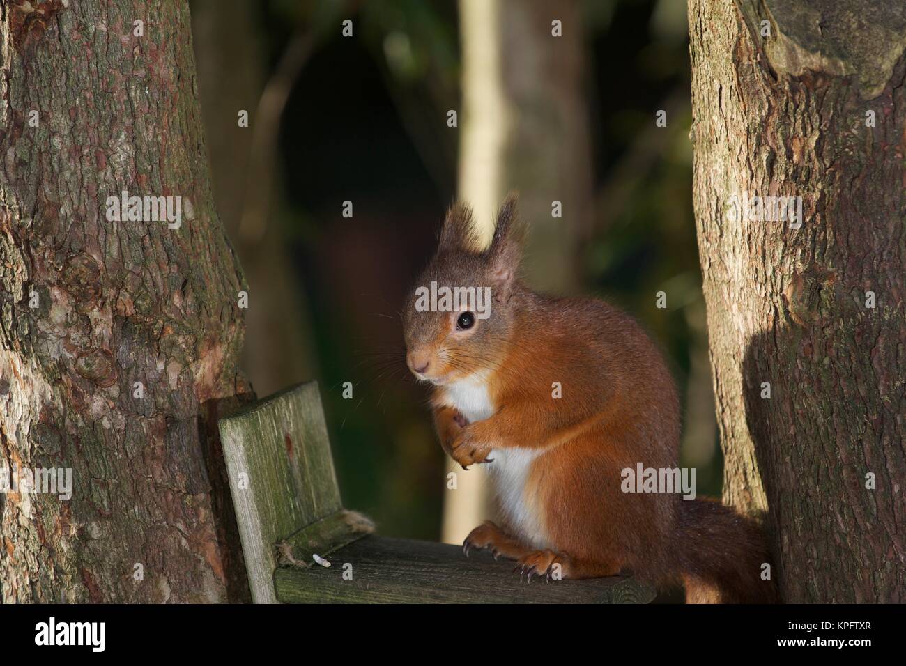 Scottish red squirrel hi-res stock photography and images - Alamy