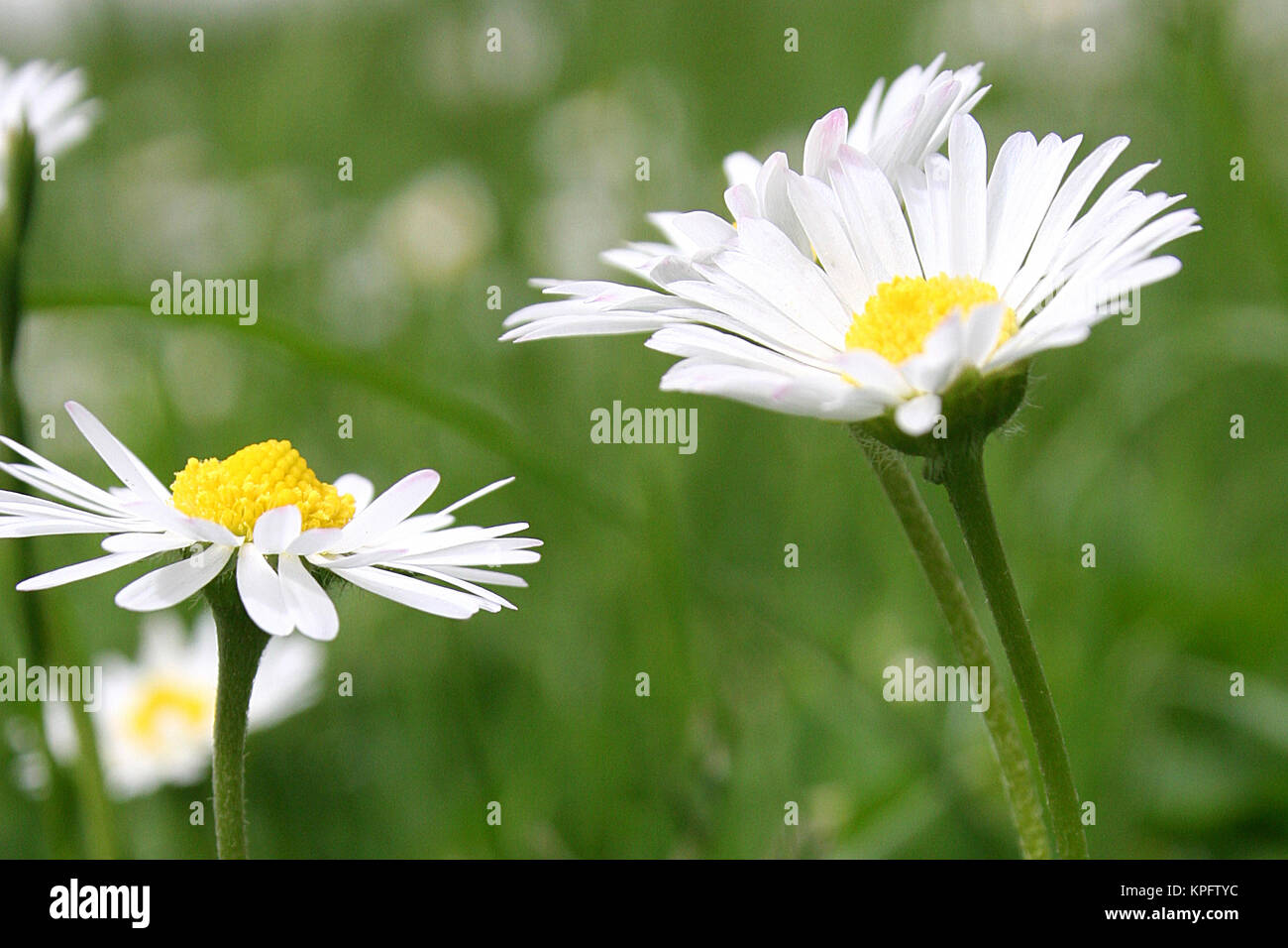meadow with daisies Stock Photo - Alamy
