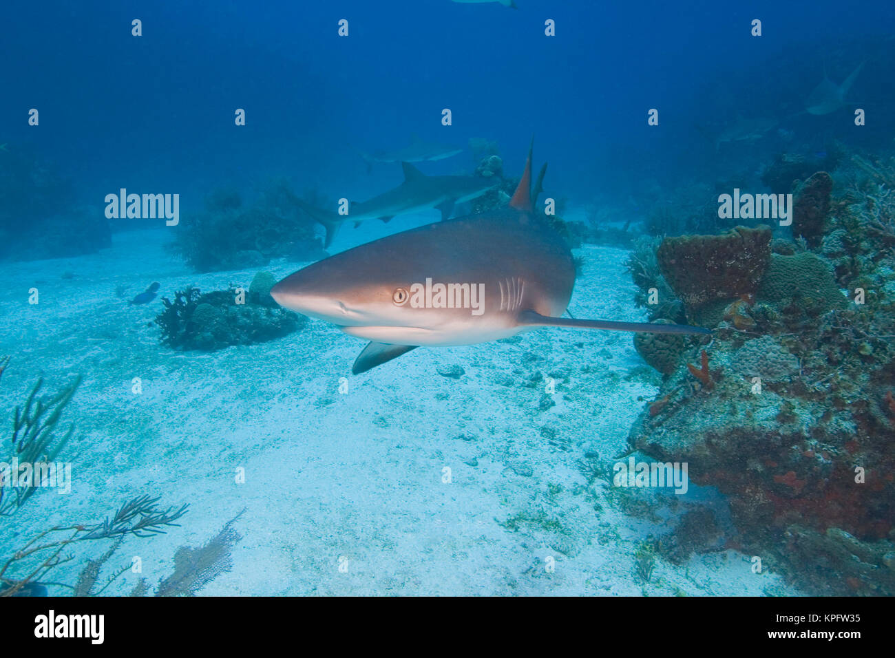 Caribbean fauna hi-res stock photography and images - Alamy
