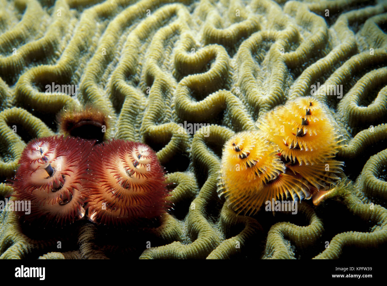 Caribbean, Bahamas. Christmas tree worm (Spirobranchus sp Stock Photo ...
