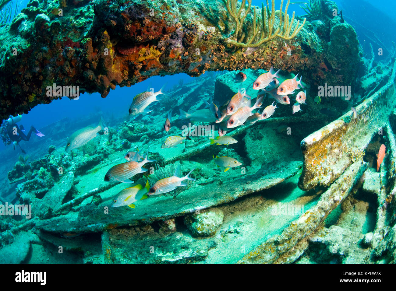 schooling soldierfish, Wreck of the RMS Rhone, iron-hulled steam ...