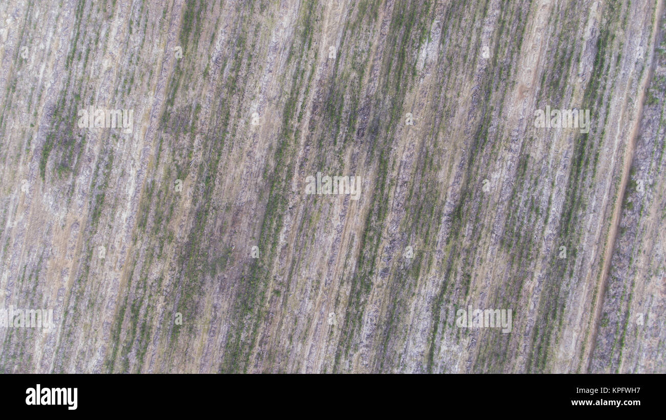 Aerail young rubber tree plantation Stock Photo - Alamy