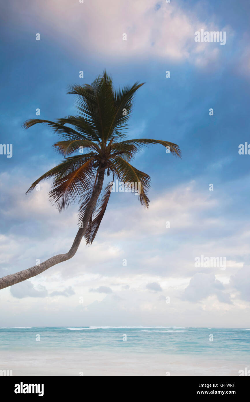 Slanted palm tree hi-res stock photography and images - Alamy